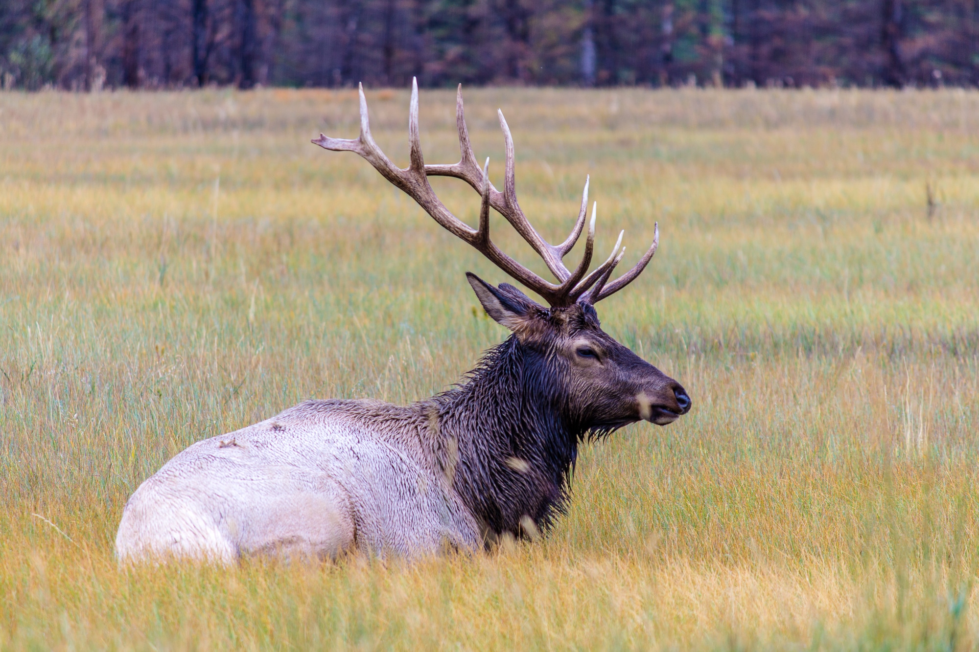 Jasper and Banff National Parks in Alberta Canada - Ben Holcomb
